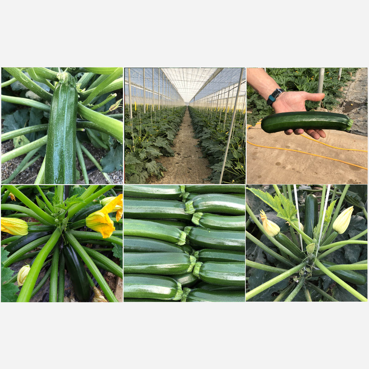 Calabacín Grimsey RZ - Galería de Imágenes