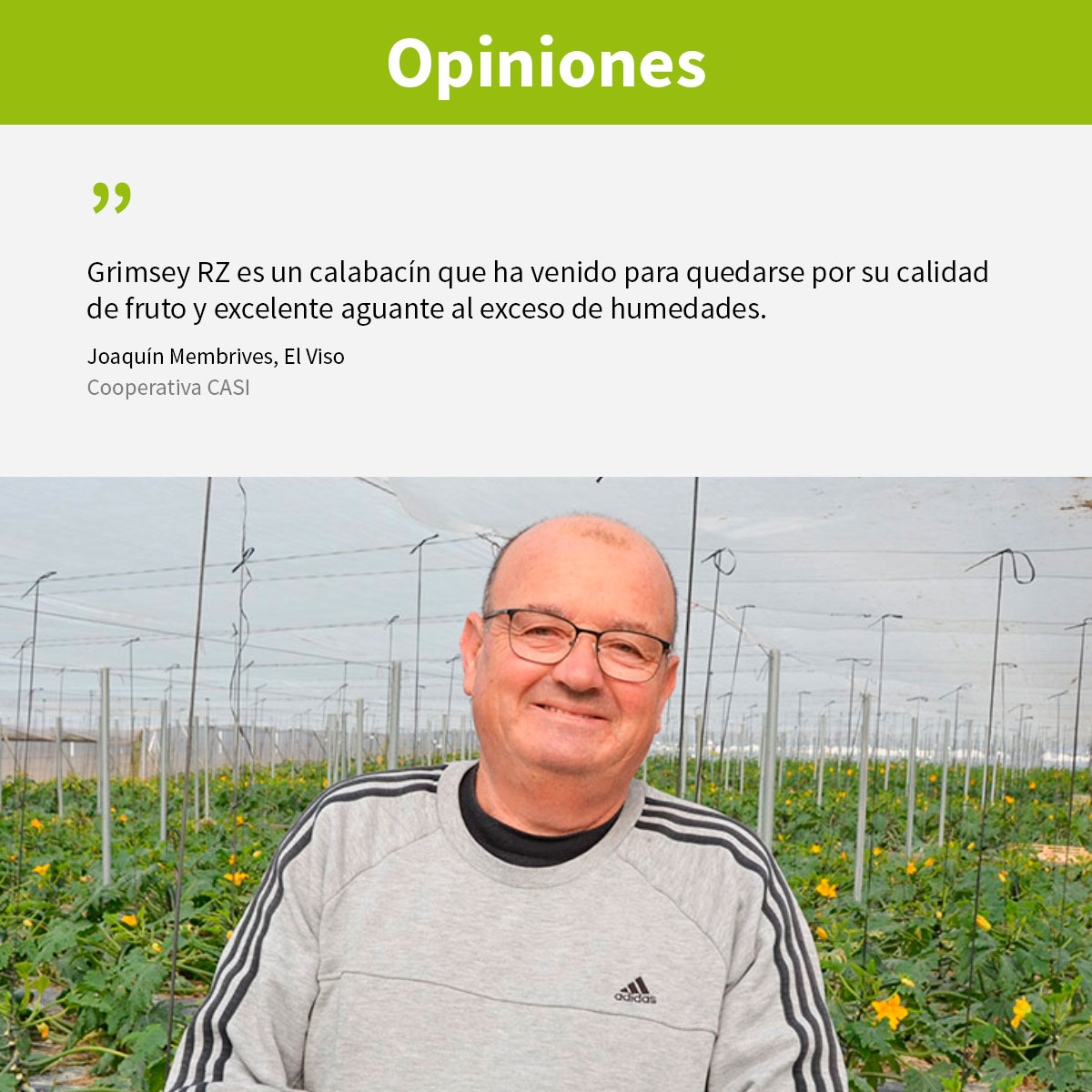 Calabacín Grimsey RZ - Opiniones