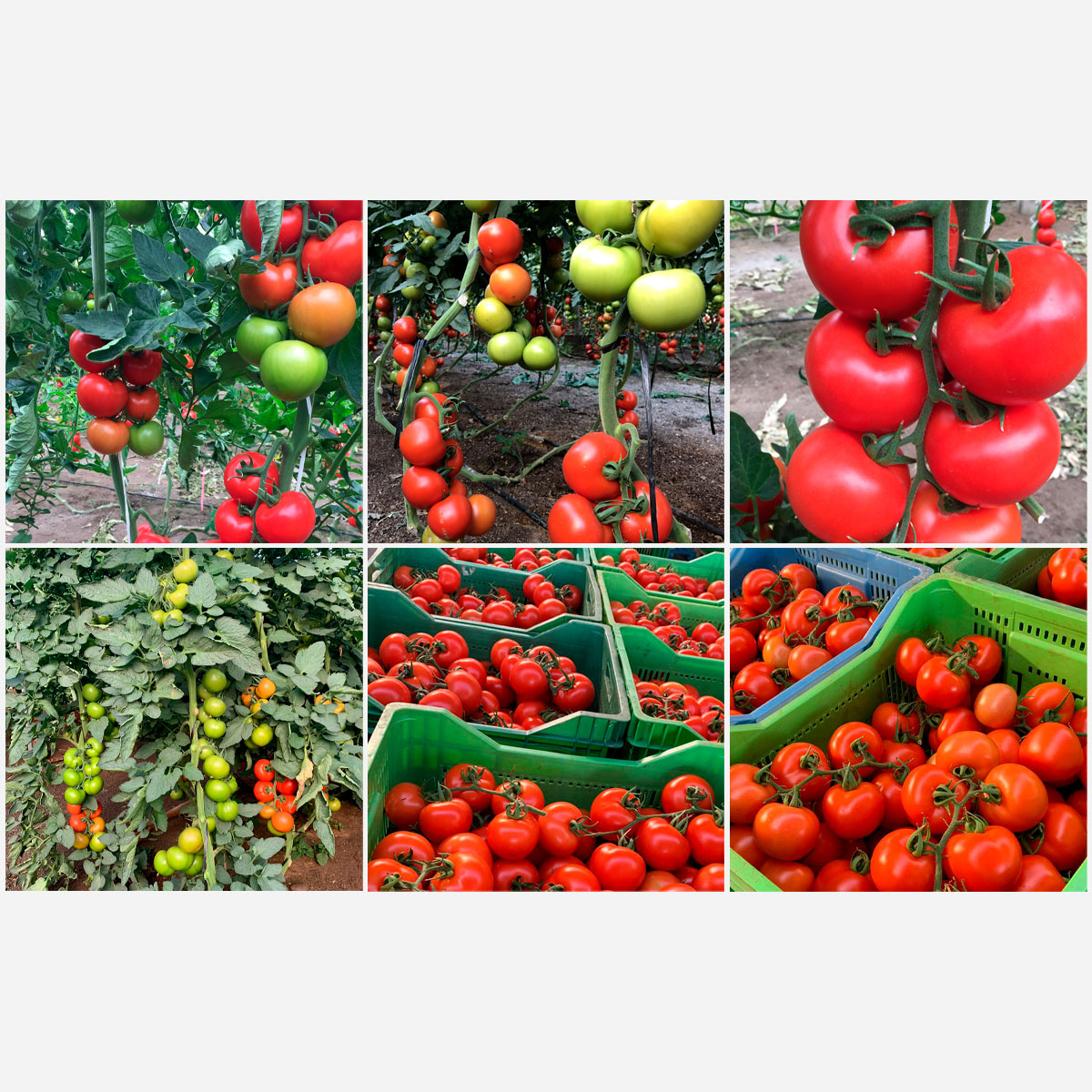 Galería de imágenes de la variedad de tomate Realsol RZ, de Rijk Zwaan.