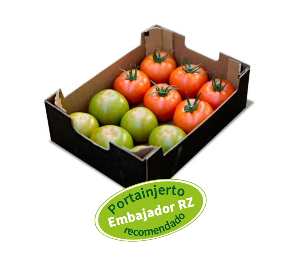 Tomate beef Errasty RZ - Calibre durante todo el ciclo en pintón o rojo